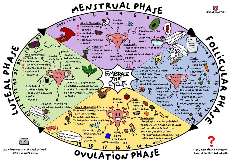 Menstrual Cycle Poster - Etsy