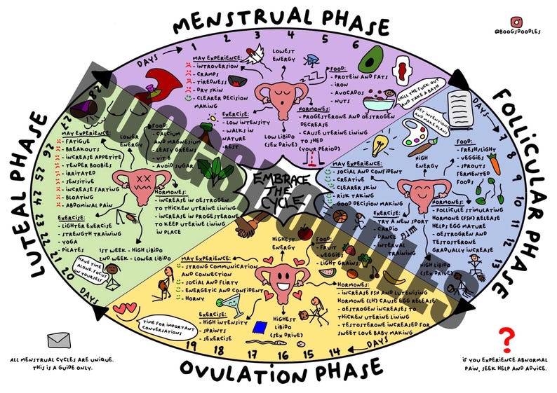 Menstrual Cycle Poster - Etsy