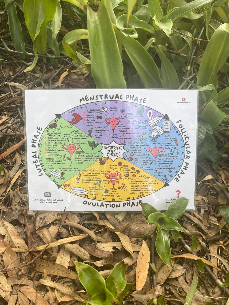 Menstrual Cycle Poster - Etsy