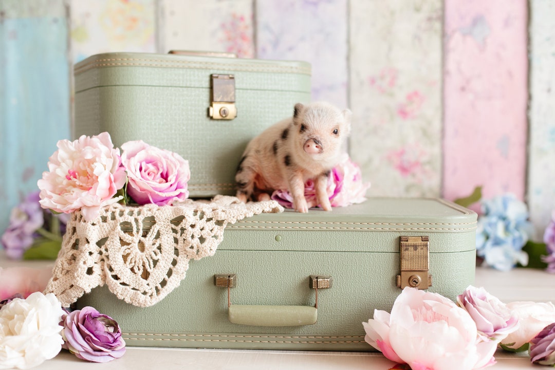 Spring Piggy Digital Backdrop - Etsy