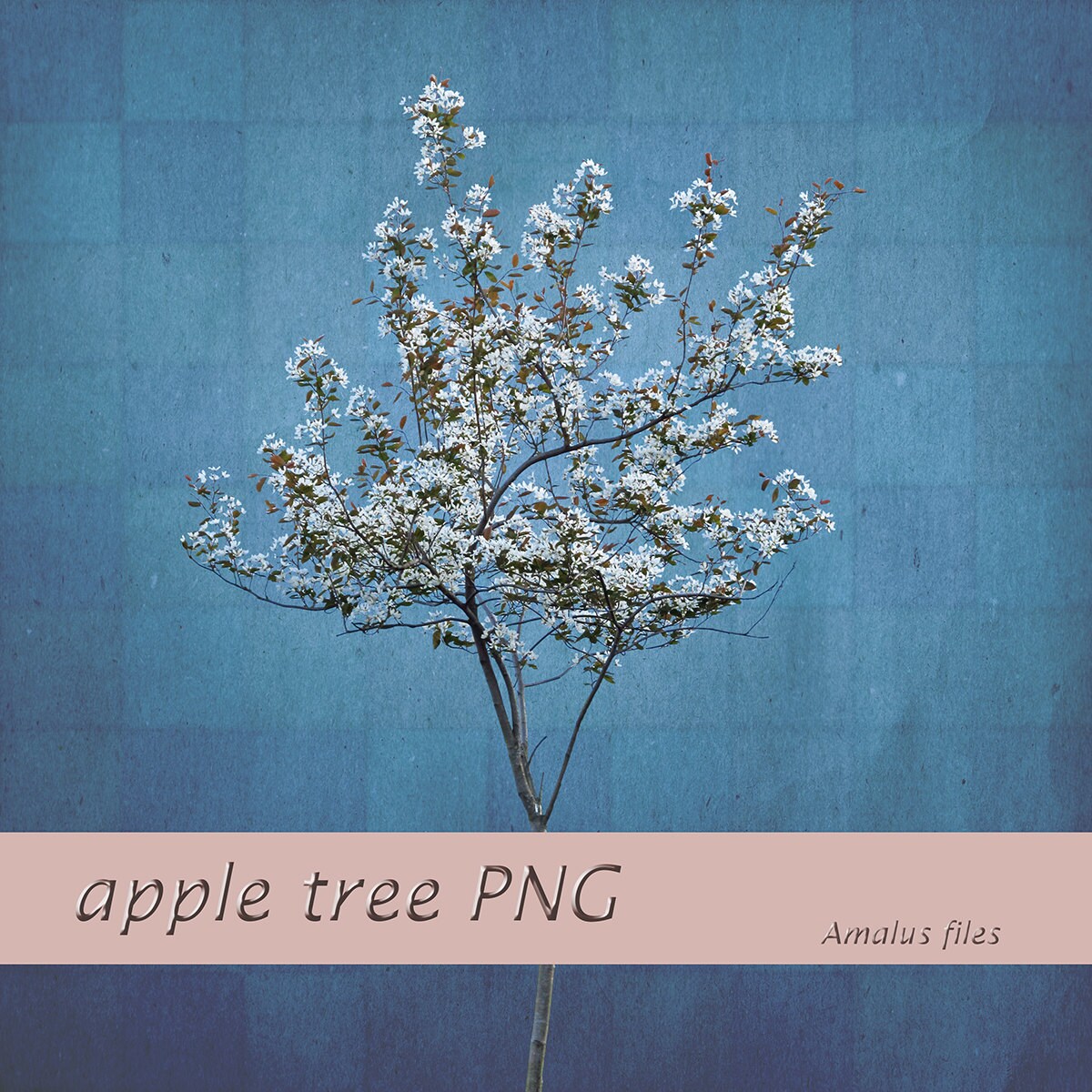 Apple Tree PNG Overlay Clear Cut Apple Blossoms Blooming Tree - Etsy