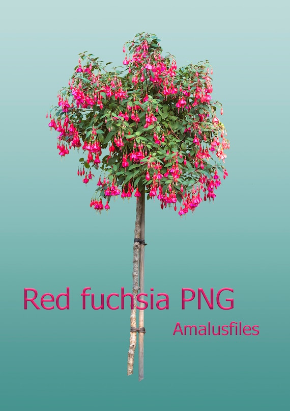 Fuschia Tree