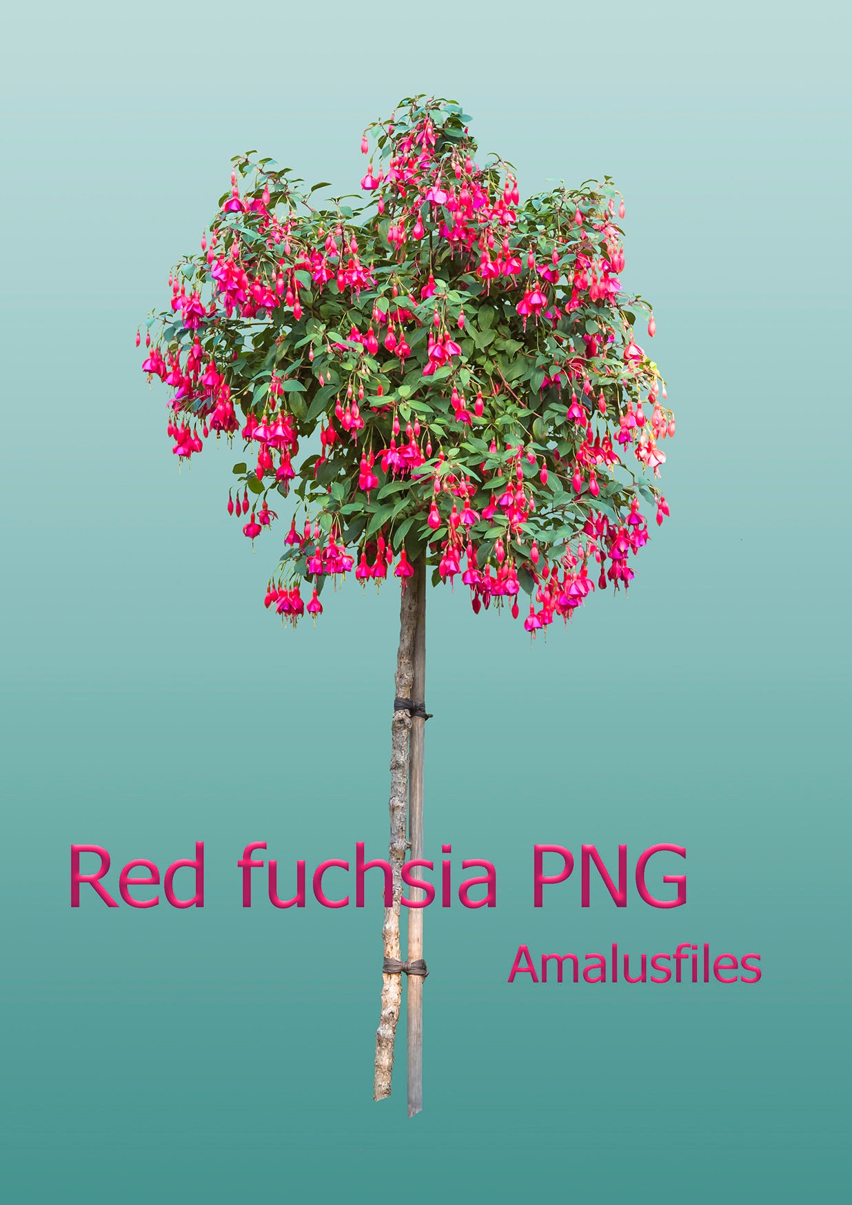 Red Fuchsia PNG, Fuchsia Tree, Clearcut - Etsy