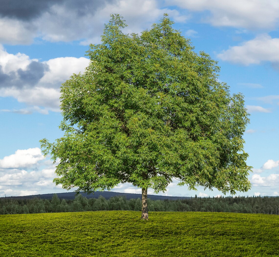 Ash Tree Png, Clear Cut, Clipart, Photography on a Transparent ...