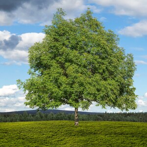 Ash Tree Png, Clear Cut, Clipart, Photography on a Transparent ...