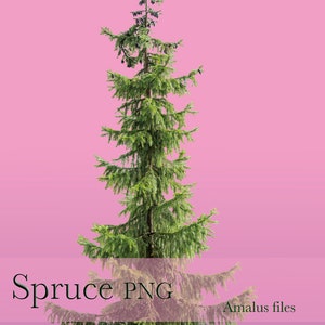 Pruce PNG, Cutout Spruce on a Transparent Background, Clearcut From a ...