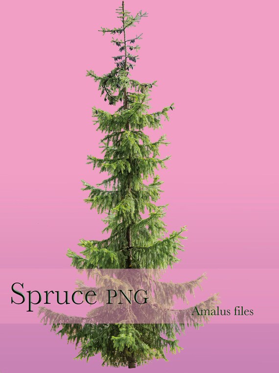 Pruce PNG Cutout Spruce on a Transparent Background Clearcut | Etsy
