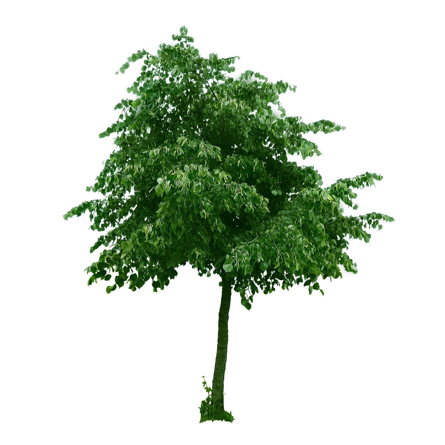 Tree Png Tree Overlay Clearcut Linden Hardwood Basswood - Etsy