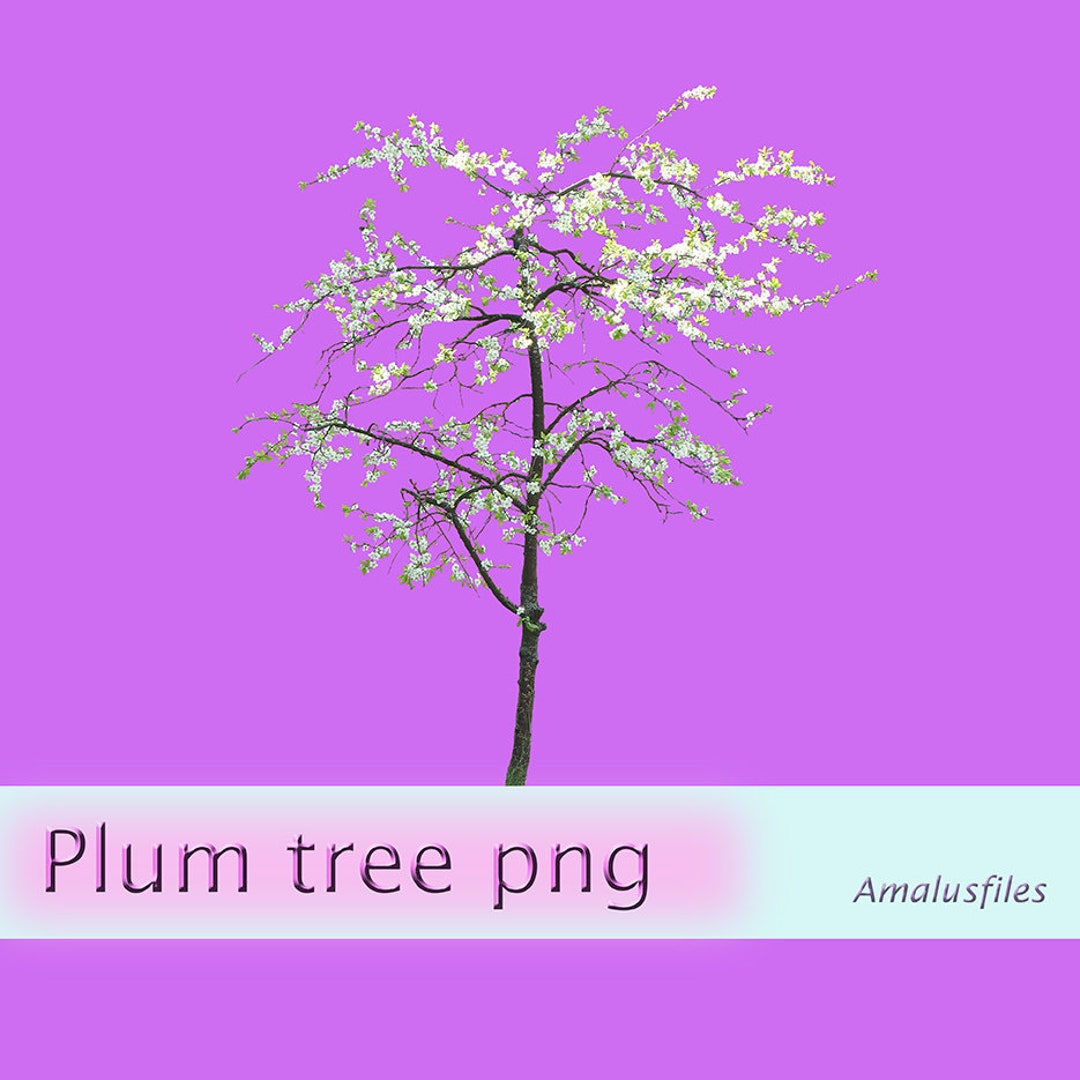 Plum Tree Png Overlay Clear Cut Plum Blossoms Blooming Plum Tree - Etsy