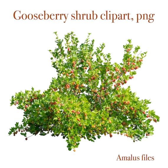 Struik Png Poster Eikenblad Hortensia Struik Op Een Witte Achtergrond