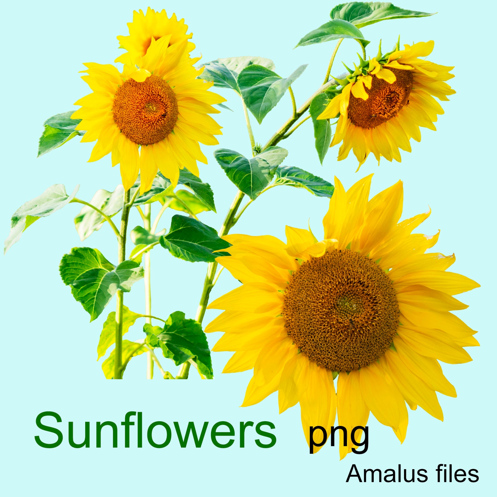 Sunflower Clipart, Overlays, Png Files, Ready to Use - Etsy