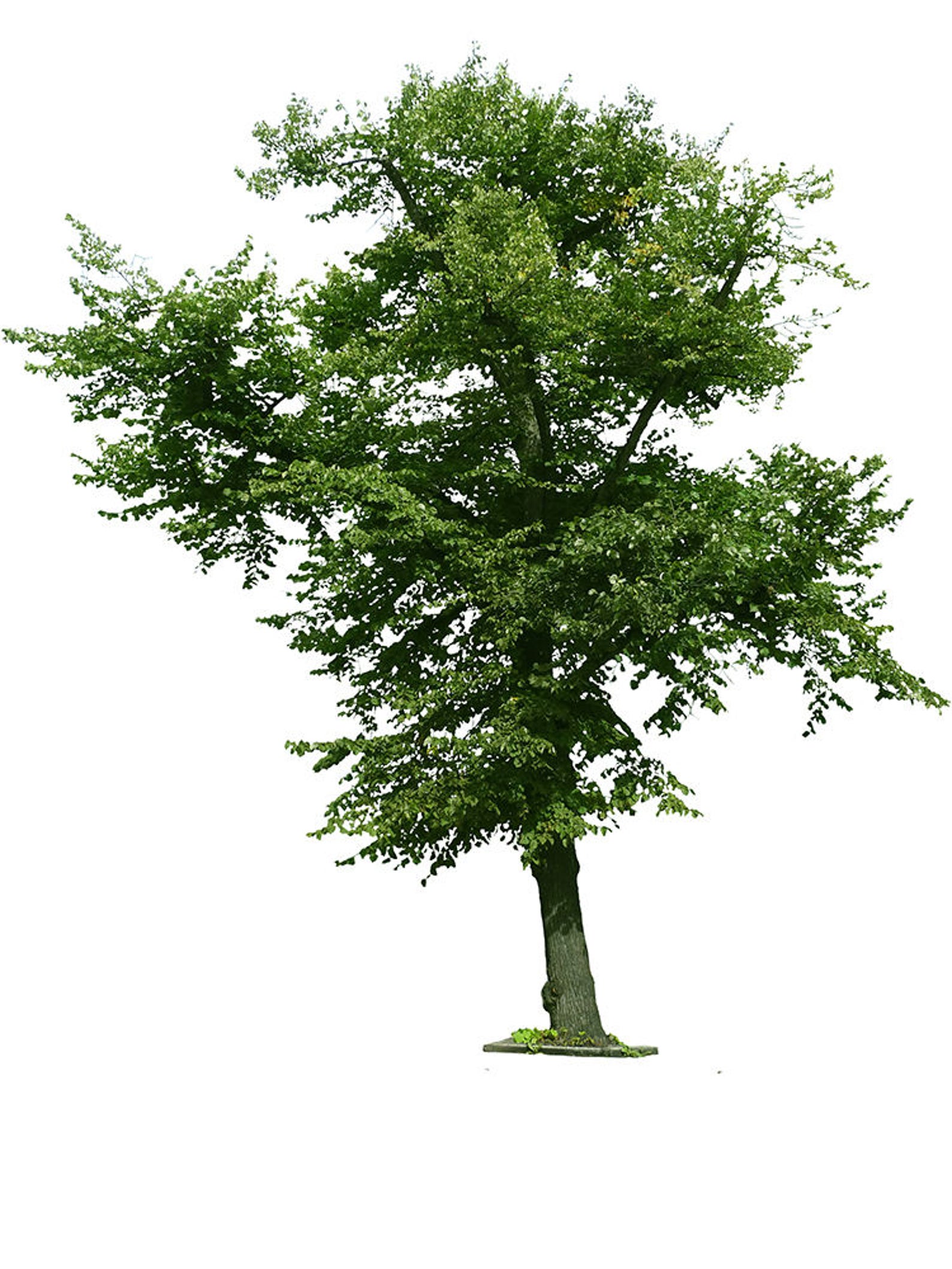 Großer Baum PNG Baum klaren Schnitt Baum-Overlay Baum | Etsy