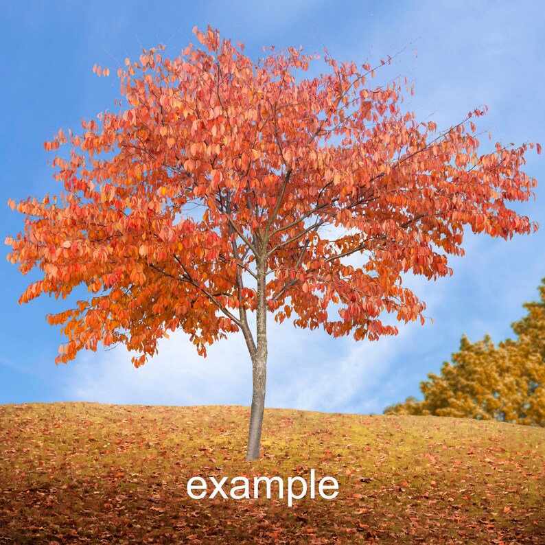 Autumn Fire Cherry Tree PNG: Fall Colors Overlay (digital Download) - Etsy