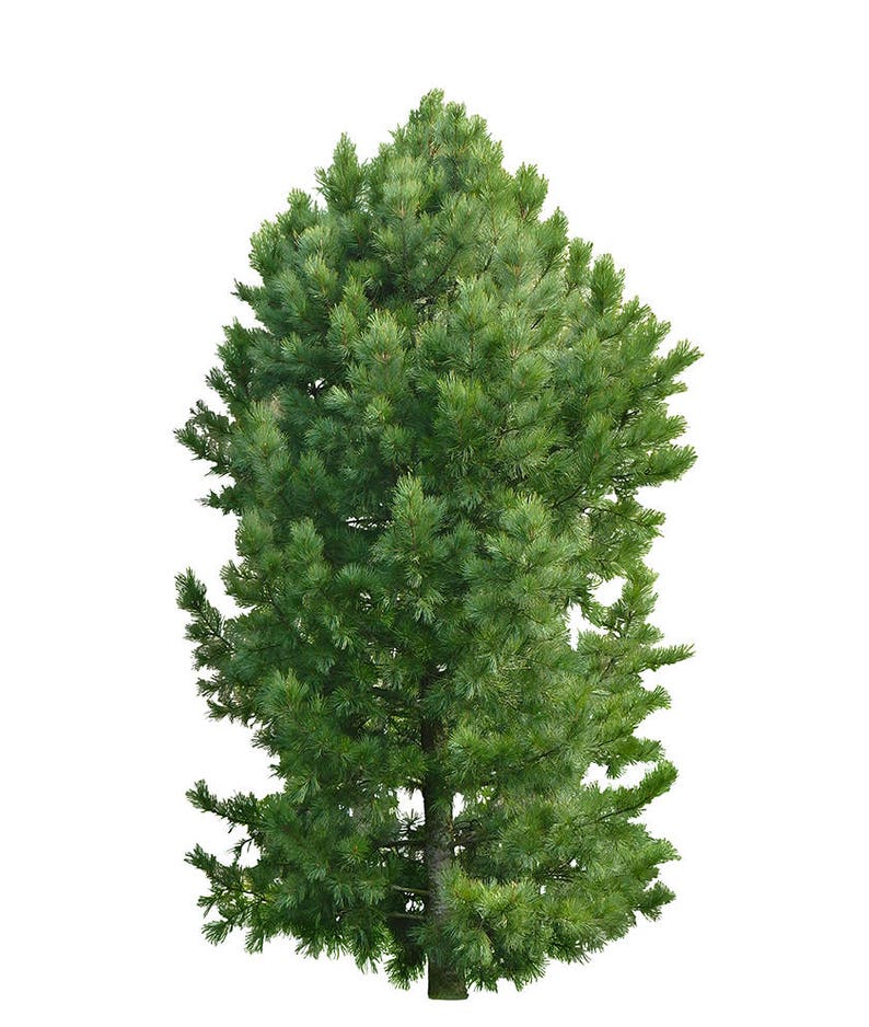 Pine Tree PNG. Pine Tree Clear Cut, Pine Tree Overlay - Etsy