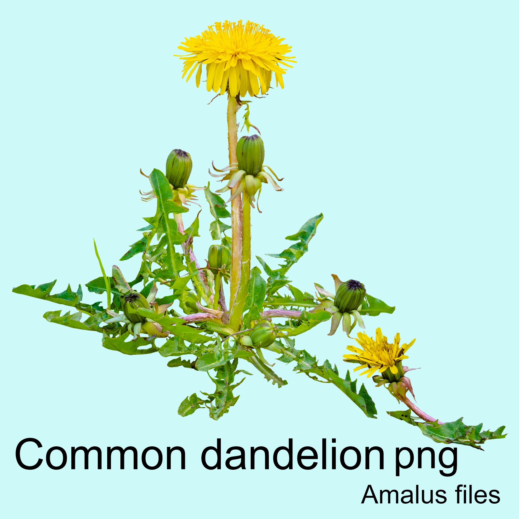 Dandelion Clipart, Common Dandelion, Taraxacum Officinale, Png, Clear ...