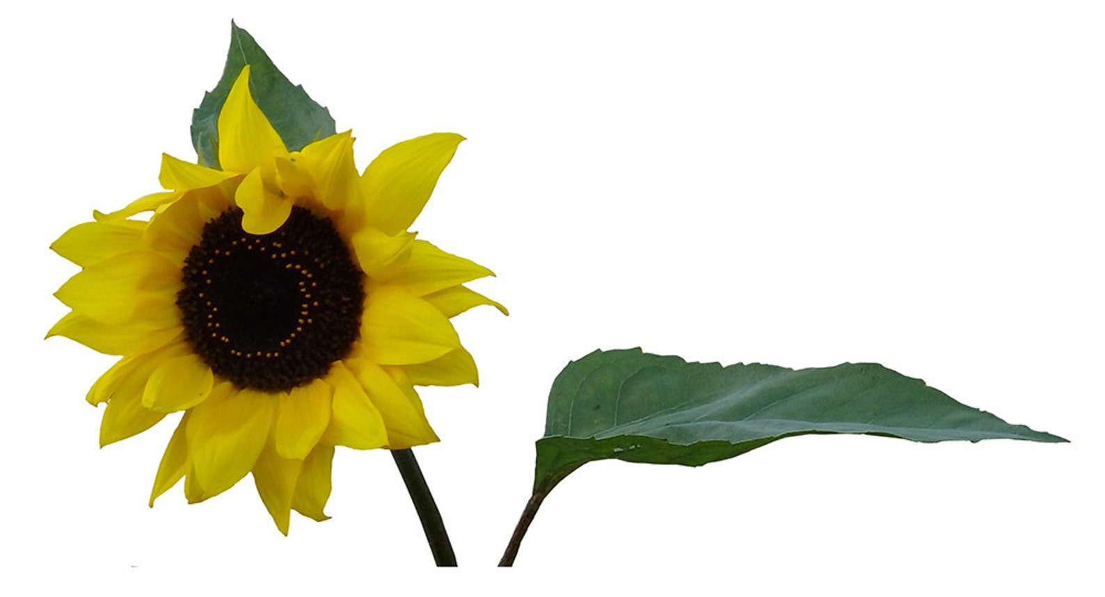 Sunflower Png Clearcut Digital Photo Overlay - Etsy
