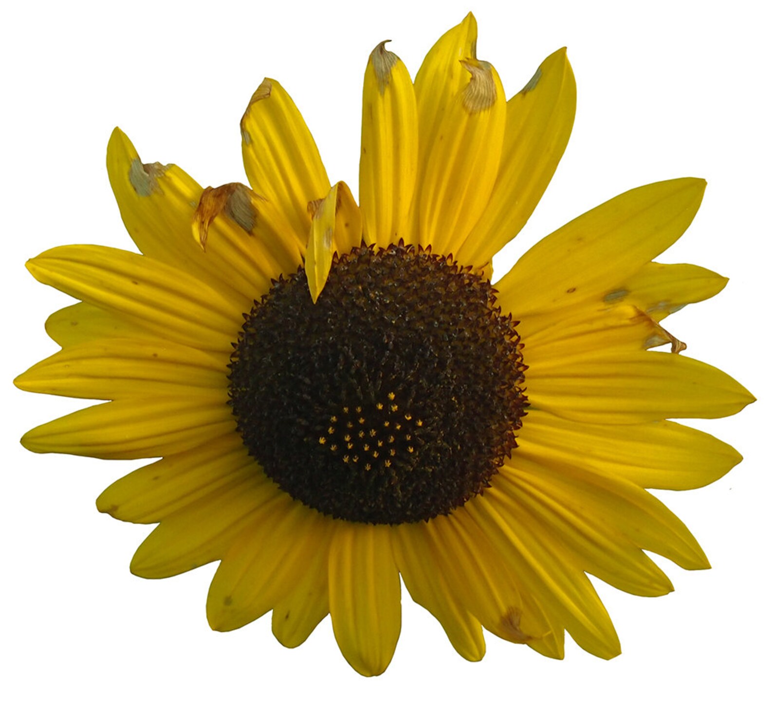 Sunflower Png Clearcut Digital Photo Overlay - Etsy