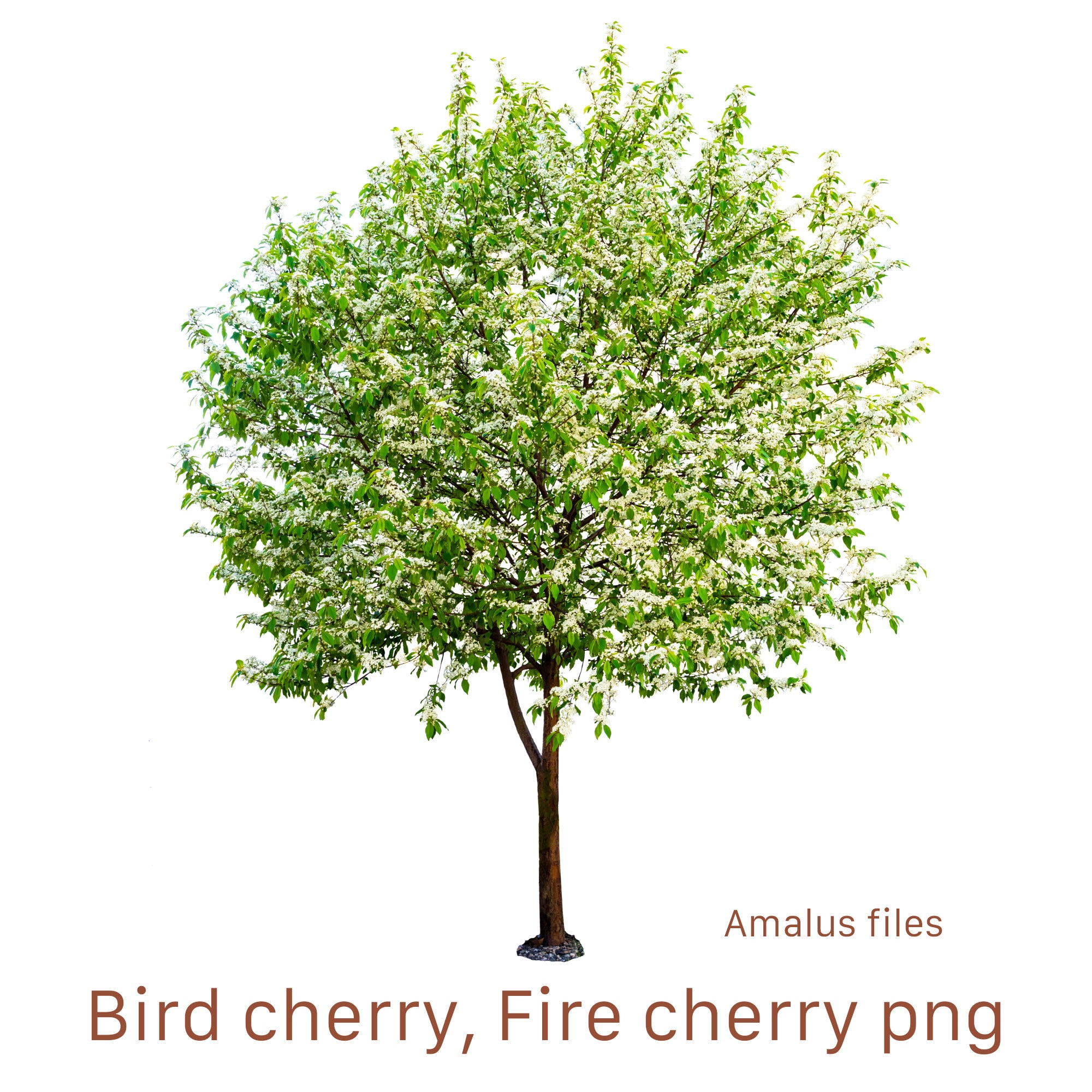 Fire Cherry, Bird Cherry Tree Blooming Png, Clipart, Clearcut, Overlay ...