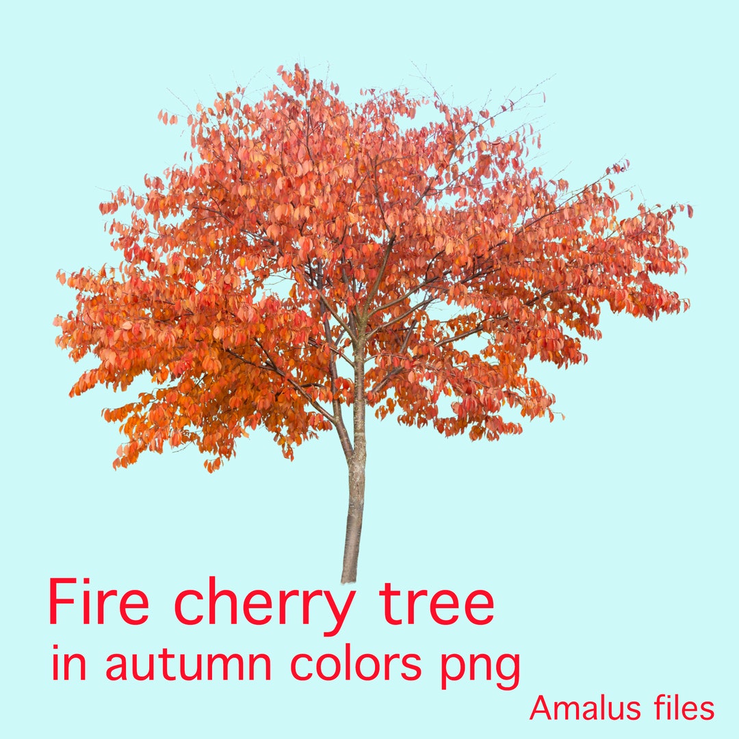Autumn Fire Cherry Tree PNG: Fall Colors Overlay (digital Download) - Etsy