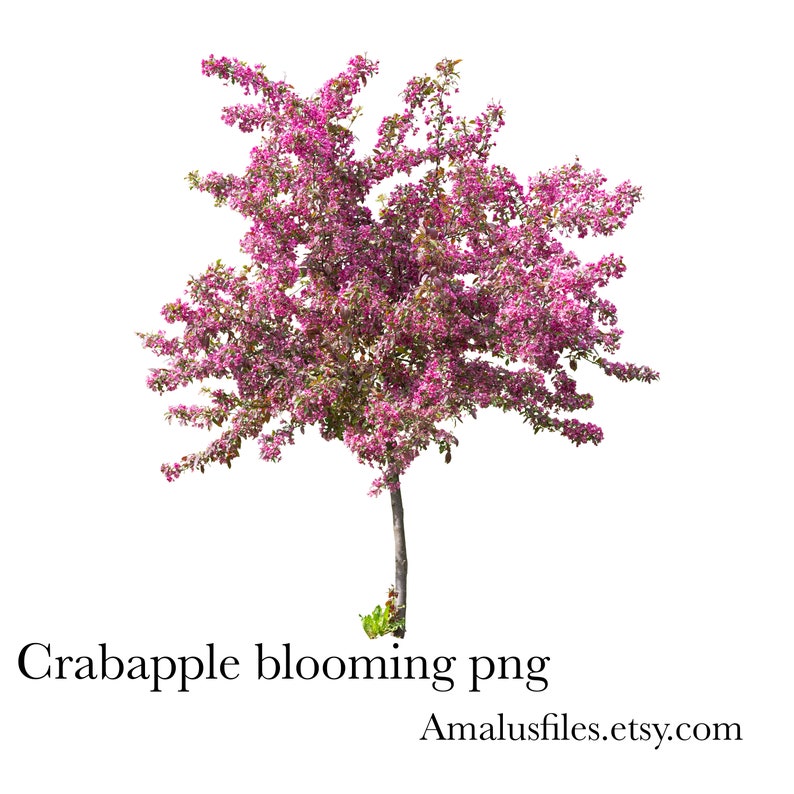 Crabapple Tree Blooming Png, Clipart, Photography Clipart, Digital ...