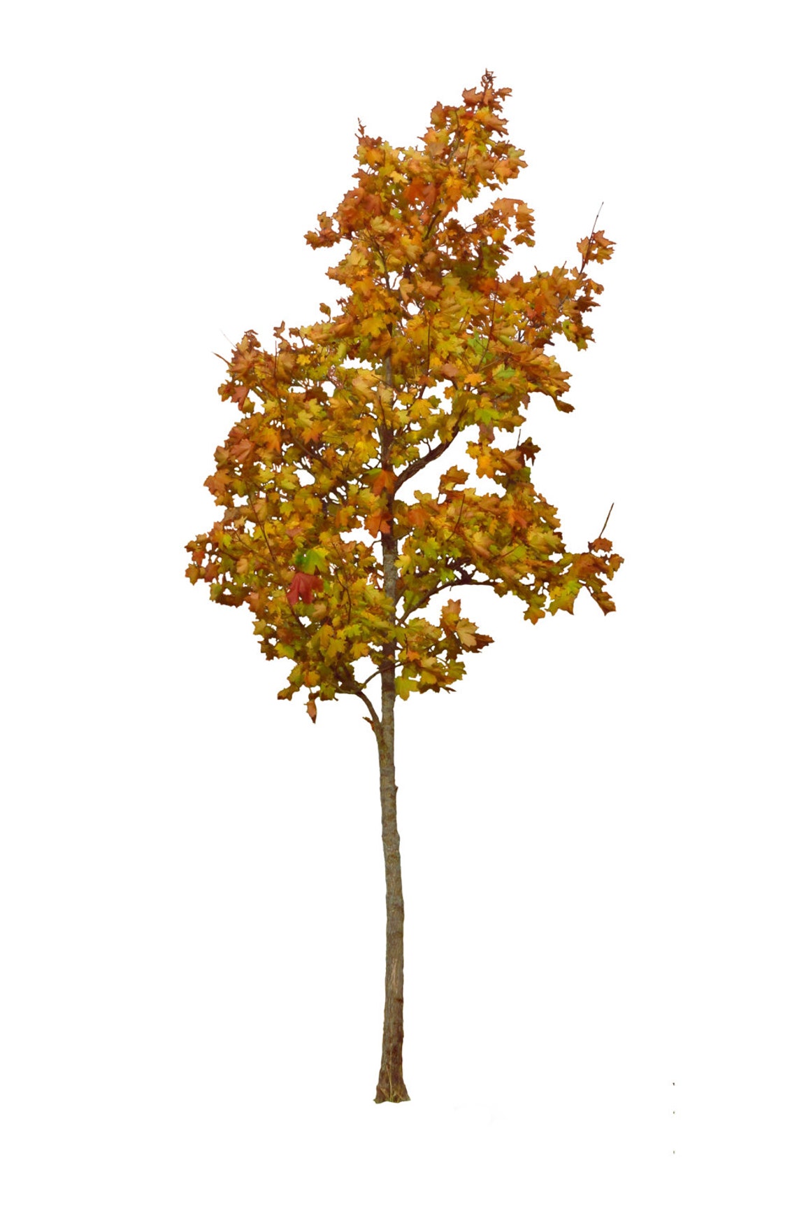 Maple Tree, Tree, Autumn Colors, Orange Tree Png, Overlay, Clearcut - Etsy