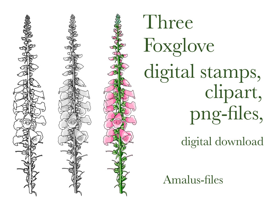 Three Foxglove Digital Stamps, Clipart; Line Art, Gray Scale, Colored ...