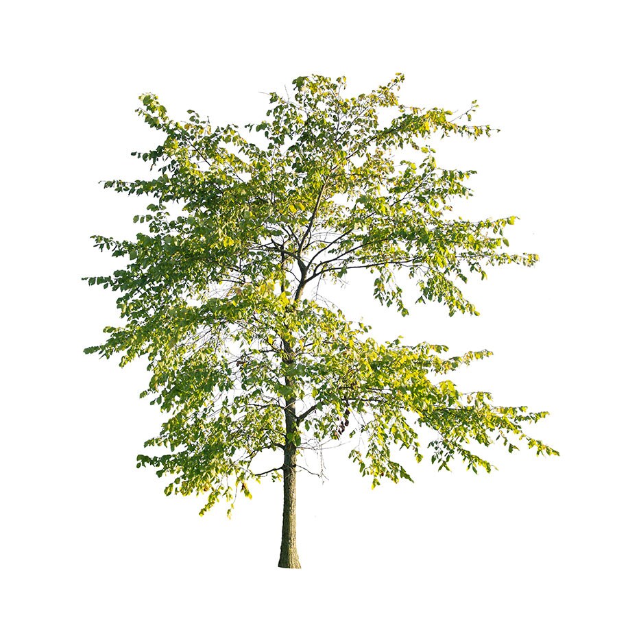 Willow Png, Clear Cut, Overlay, Willow Tree on a Transparent Background ...