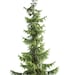 Pruce PNG, Cutout Spruce on a Transparent Background, Clearcut From a ...