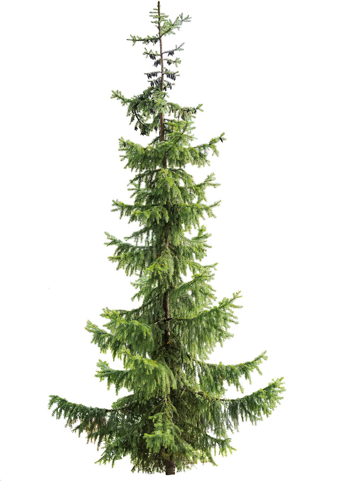 Pruce PNG, Cutout Spruce on a Transparent Background, Clearcut From a ...