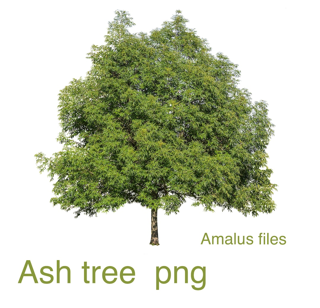 Ash Tree Png, Clear Cut, Clipart, Photography on a Transparent ...