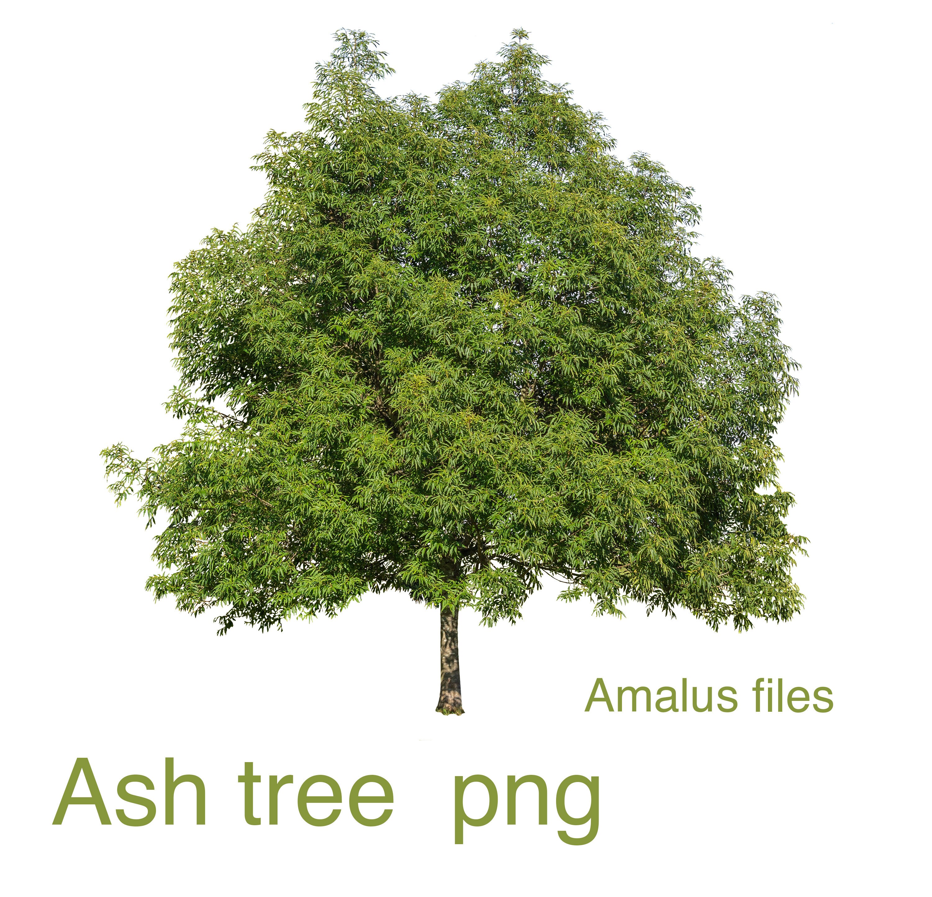 Ash Tree Png, Clear Cut, Clipart, Photography on a Transparent ...
