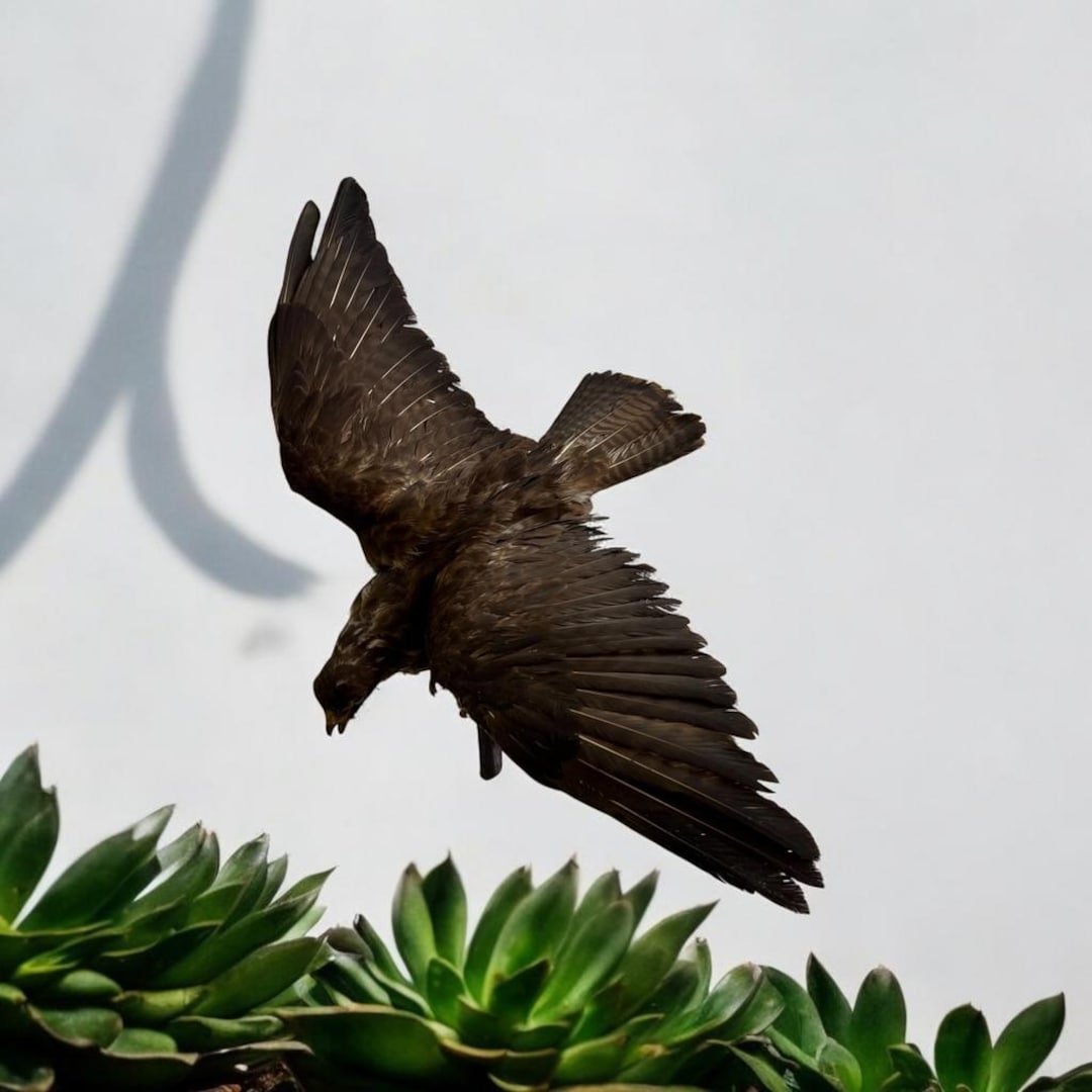 Vintage XL Mounted Bird of Prey on Branch With Wall Holder - Etsy