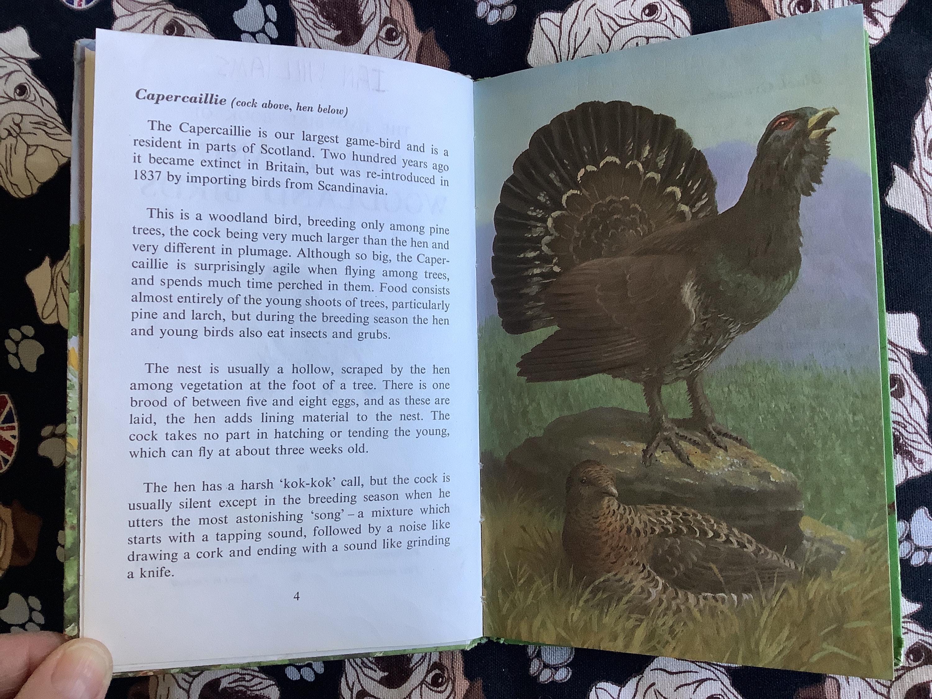 RARE Vintage 1968 the Ladybird Book of Heath and Woodland Birds in ...