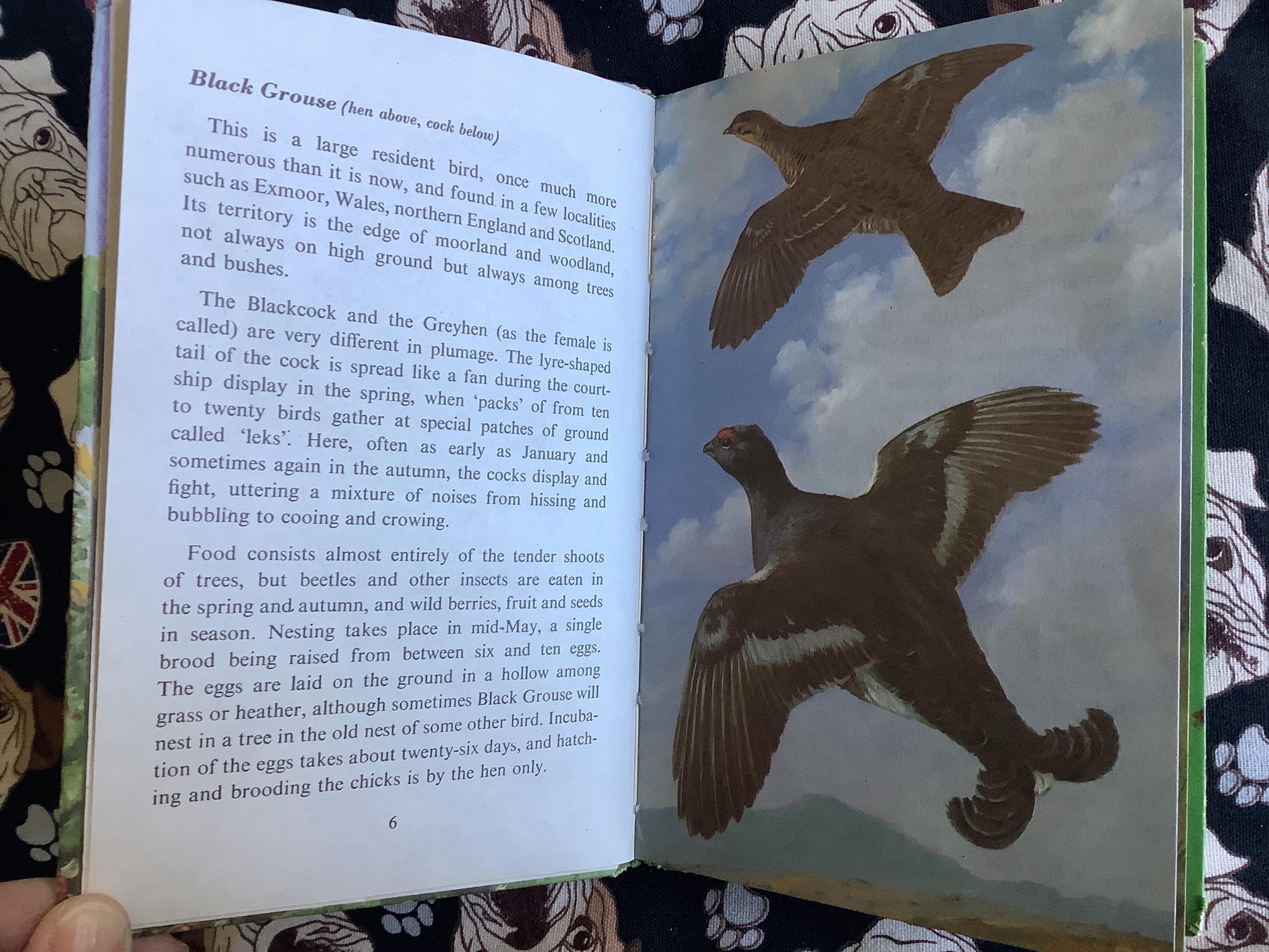 RARE Vintage 1968 the Ladybird Book of Heath and Woodland Birds in ...