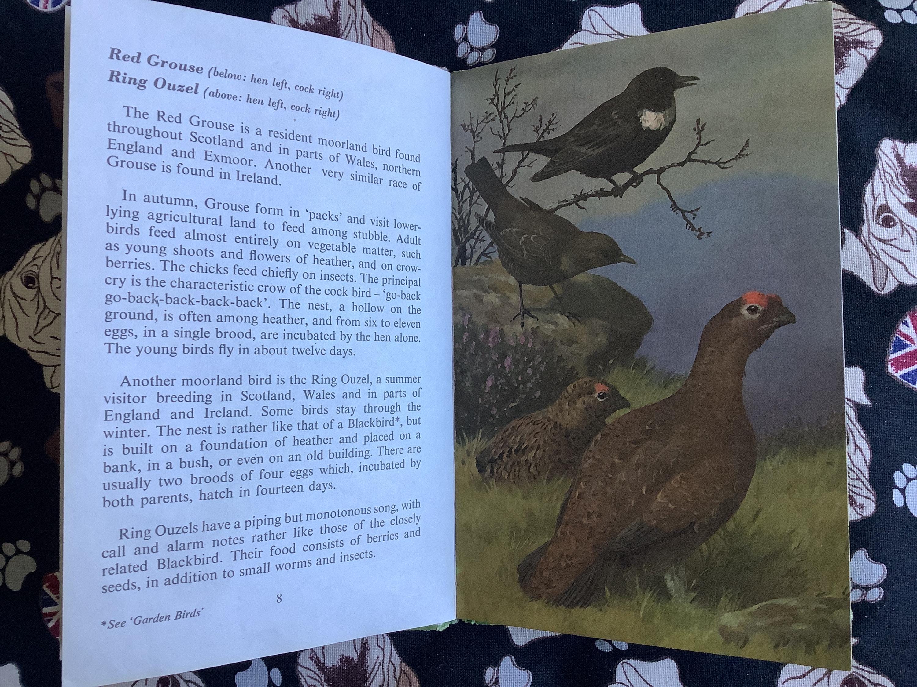 RARE Vintage 1968 the Ladybird Book of Heath and Woodland Birds in ...