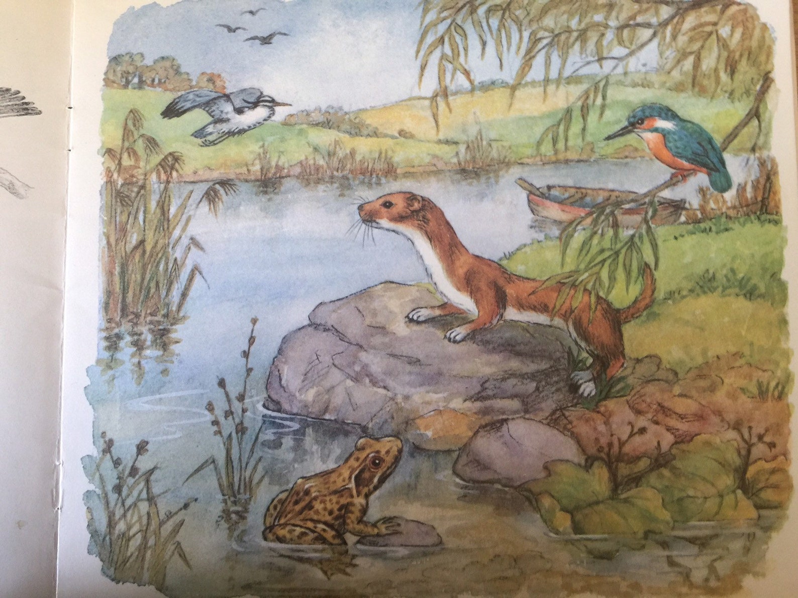 RARE Vintage 1978 'richard Rabbit Goes Boating' by | Etsy