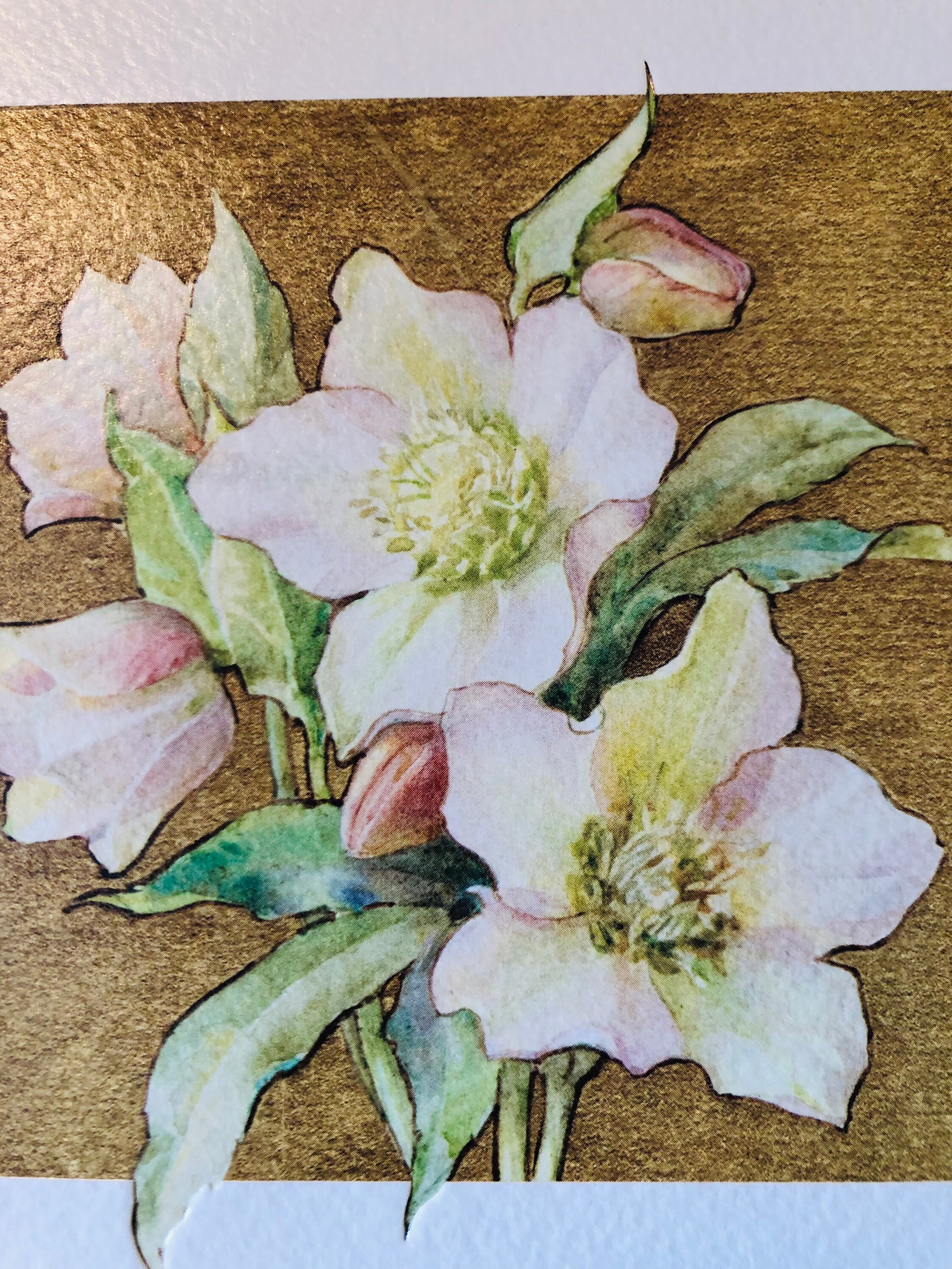 RARE Vintage 2000s Lenten Roses by Margaret W. Tarrant (1888-1959 ...