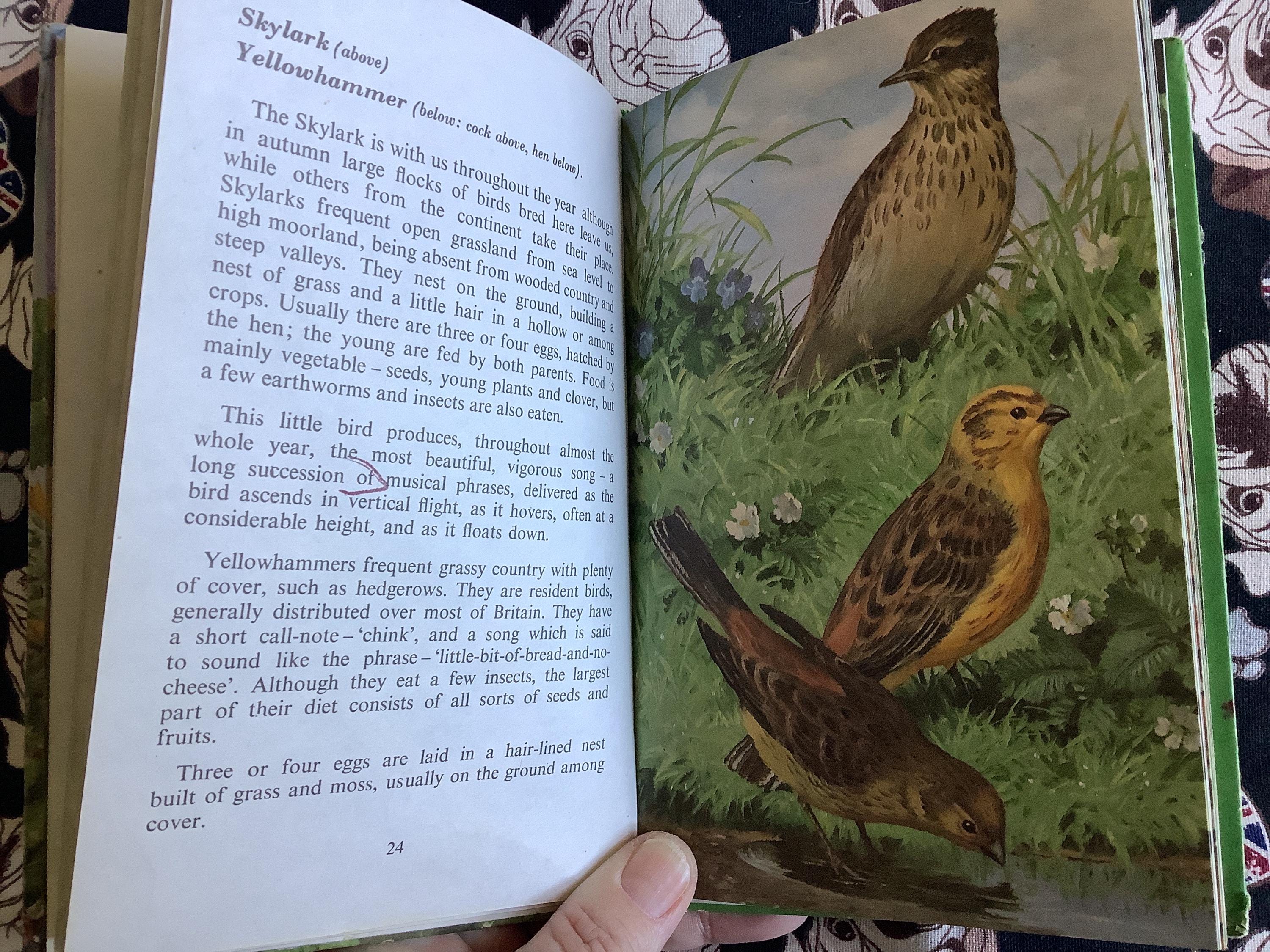 RARE Vintage 1968 the Ladybird Book of Heath and Woodland Birds in ...