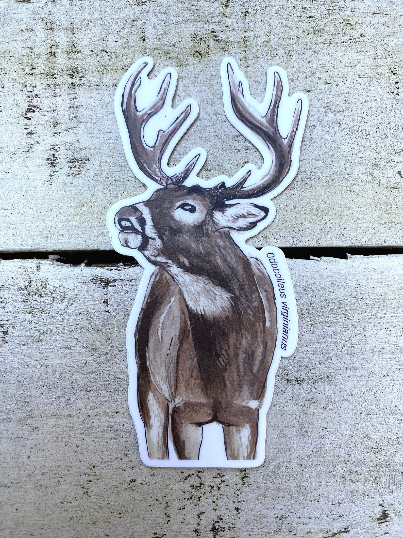 Die Cut Buck Sticker - Etsy