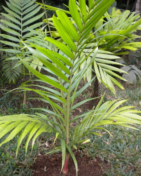 Dypsis Rivularis Sari Palm rare Palm Tree Seeds - Etsy