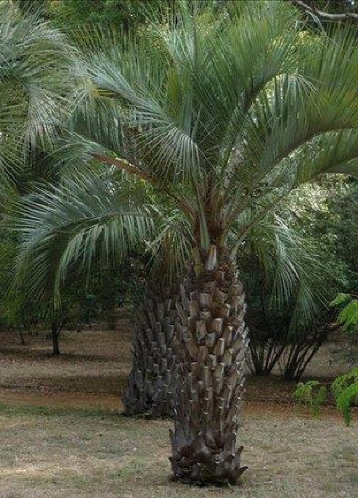 Ornamental Palm Tree Seeds Pack -3 Types of Palms Tree Seeds Total of ...