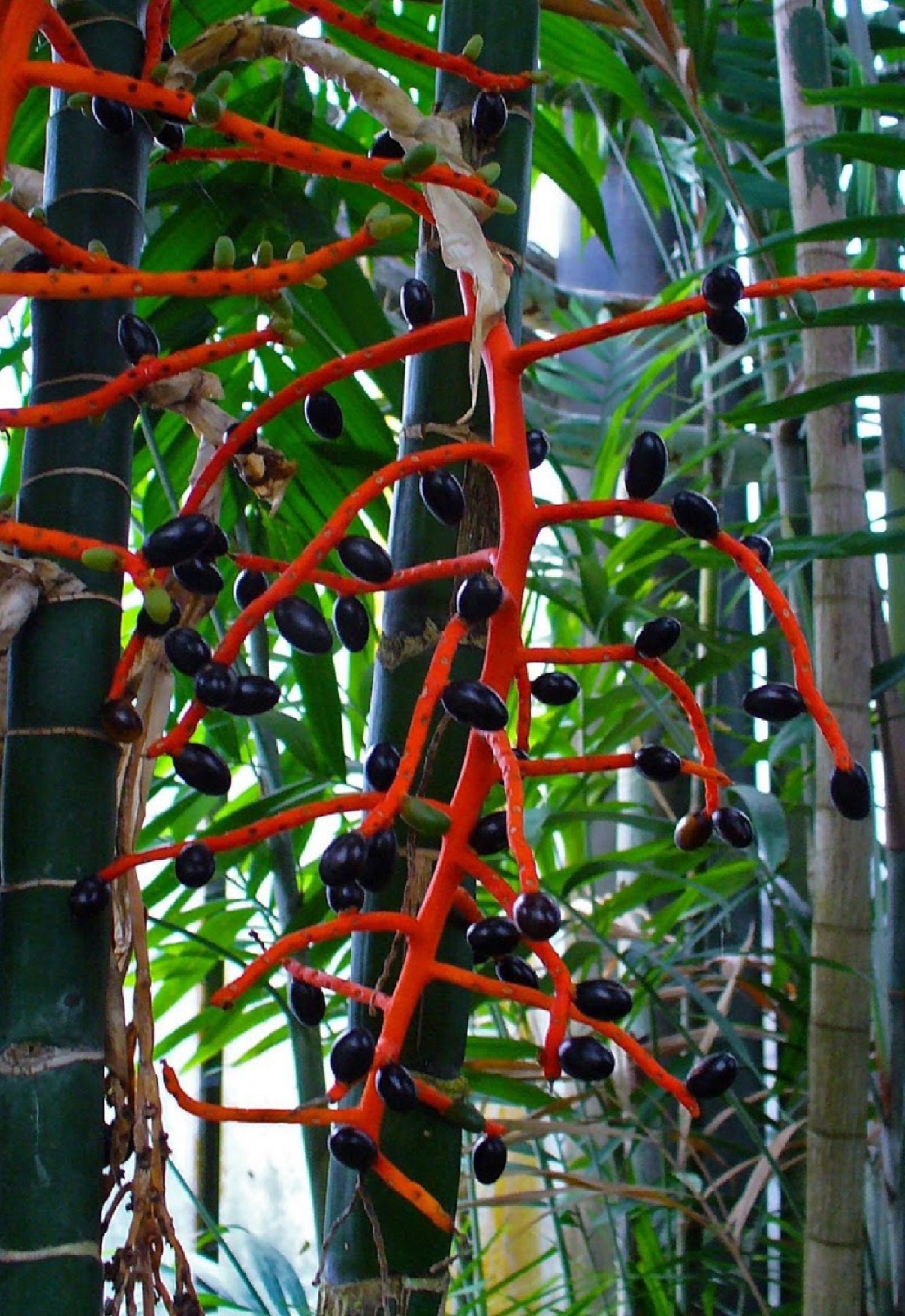 Chamaedorea Tepejilote- Very Rare Pacaya Palm Seeds - Etsy