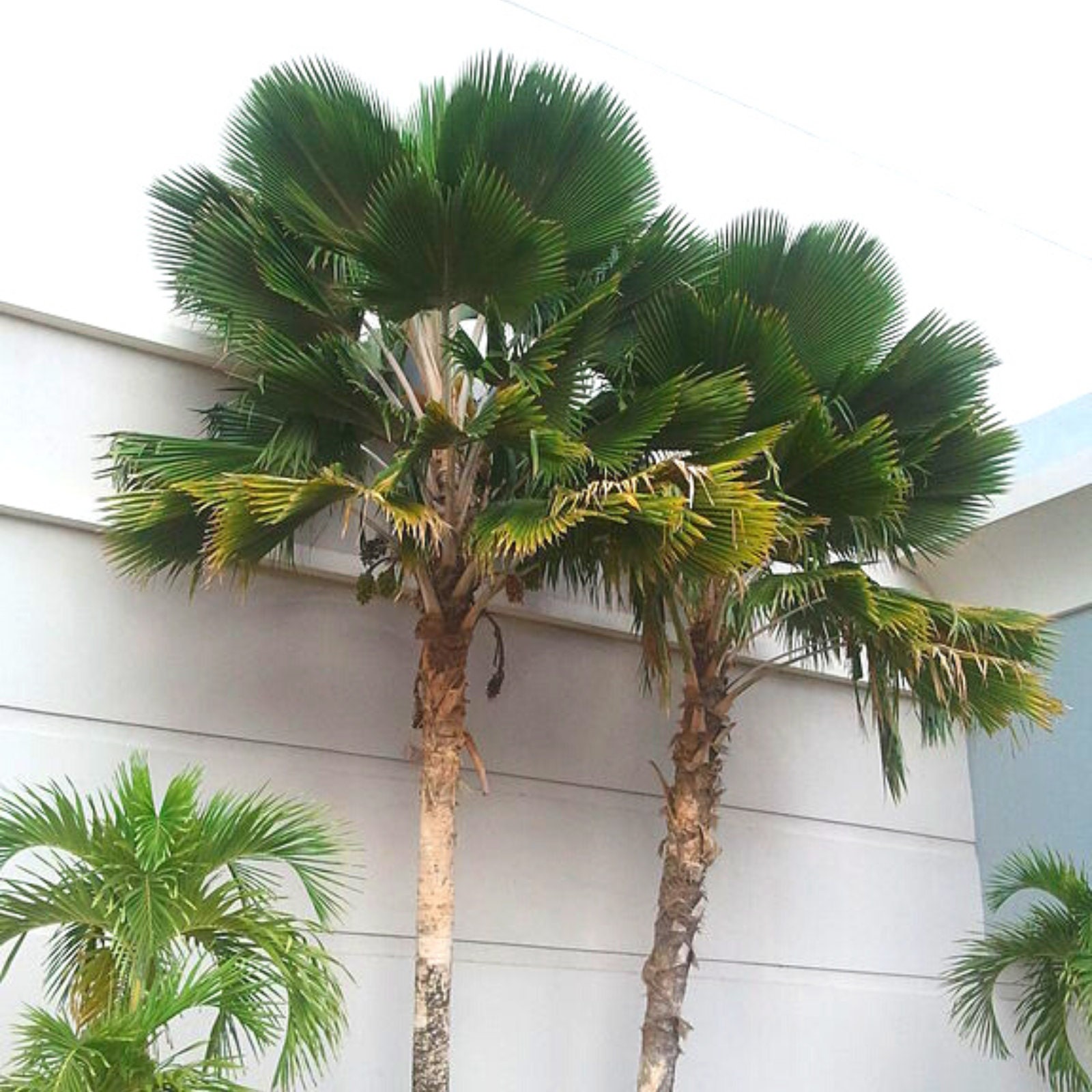 Pritchardia Pacifica, Fiji Fan Palm 10 Seeds - Etsy