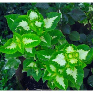 Jade Wizard Coleus, Solenostemon Scutellarioides 15 Pelleted Seeds - Etsy