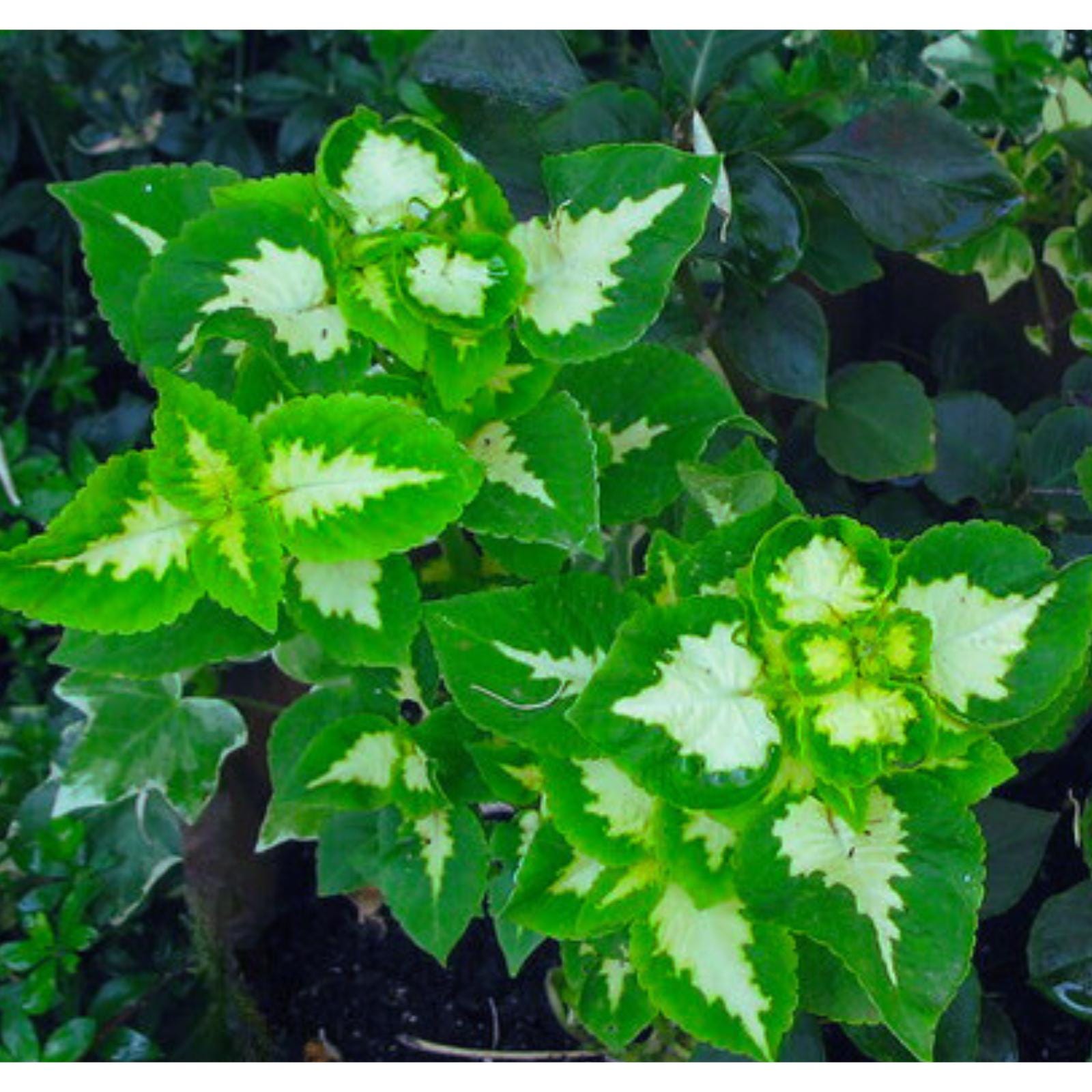 Jade Wizard Coleus, Solenostemon Scutellarioides 15 Pelleted Seeds - Etsy