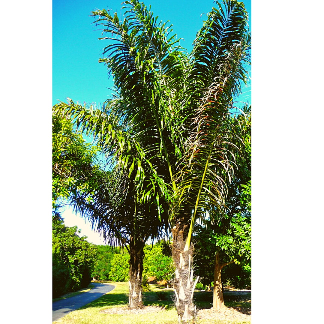 10 Arenga Pinnata Palm, Sugar Palm Seeds - Etsy