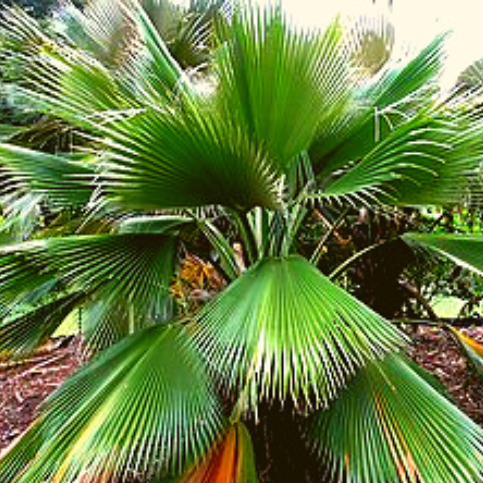 Pritchardia Pacifica, Fiji Fan Palm 10 Seeds - Etsy