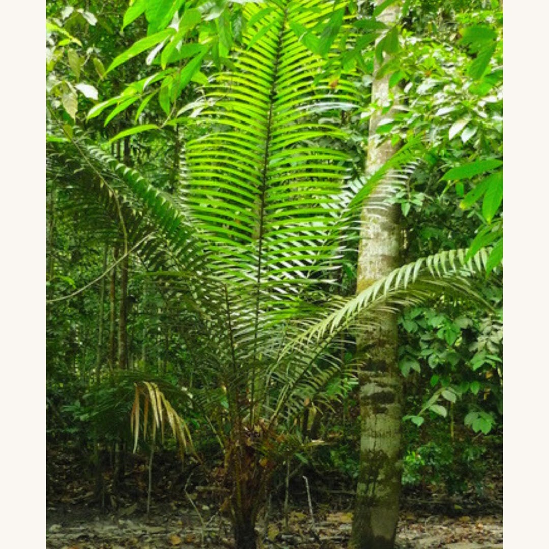 10 Calamus Sedens Palm Tree Seeds - Etsy