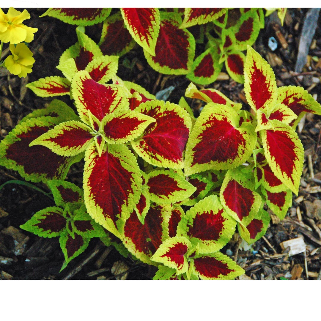 Scarlet Wizard Coleus, Painted Nettle 15 Pelleted Seeds - Etsy