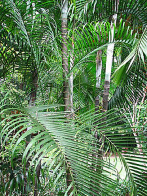 Sand Palm Dypsis Arenarum Palm Tree Seeds Rare | Etsy